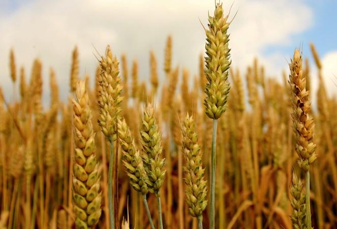 Trigo HB4 tolerante a la sequía es aprobado en Paraguay